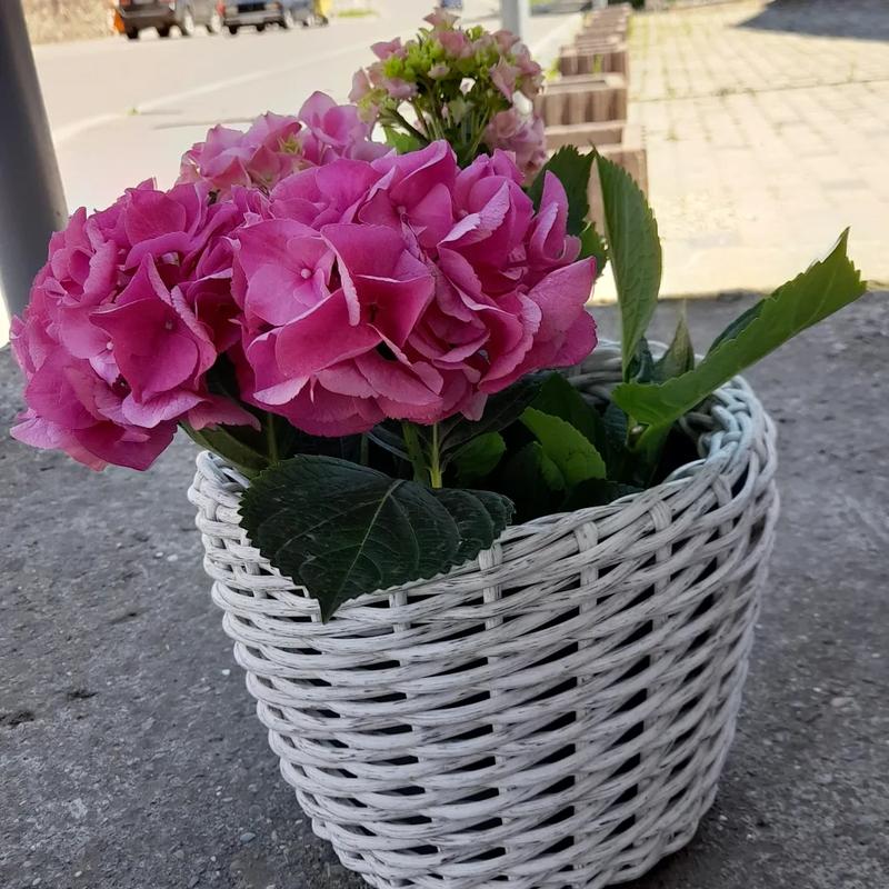 Кашпо из искусственного ротанга — цена 350 грн в каталоге Кашпо Купить товары для дома и быта по