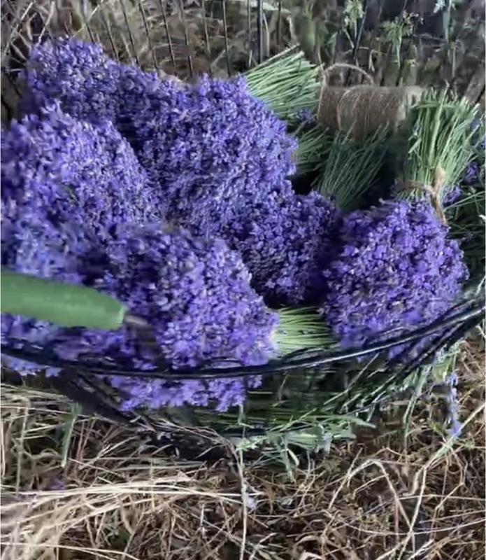 Букет лаванды сухоцвет — цена 300 грн в каталоге Искусственные цветы Купить товары для дома и