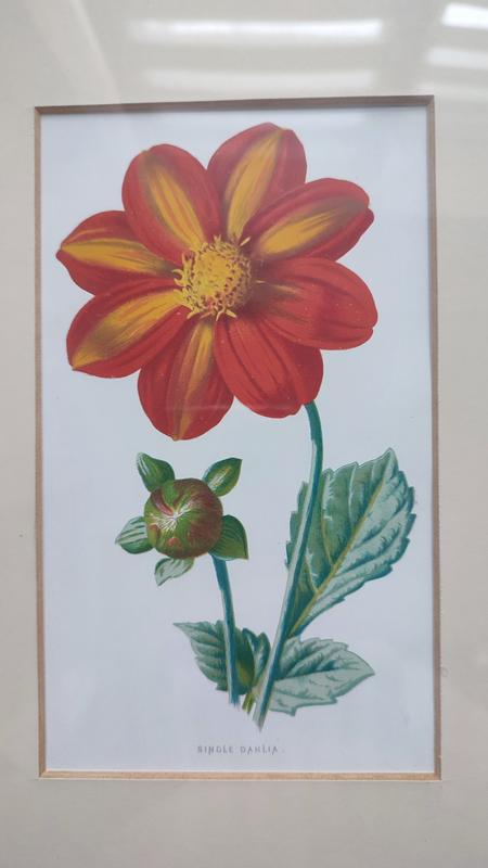 Ботаника три картины — цена 200 грн в каталоге Картины Купить товары для дома и быта по