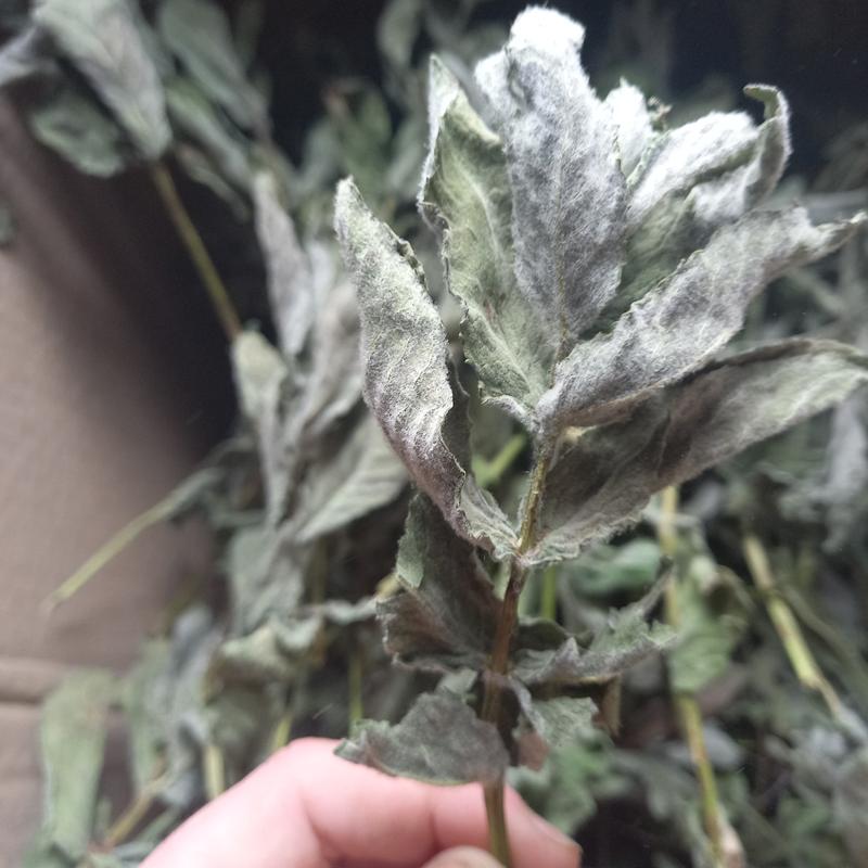 Лекарственные травы — цена 250 грн в каталоге Биологически активные вещества Купить товары для