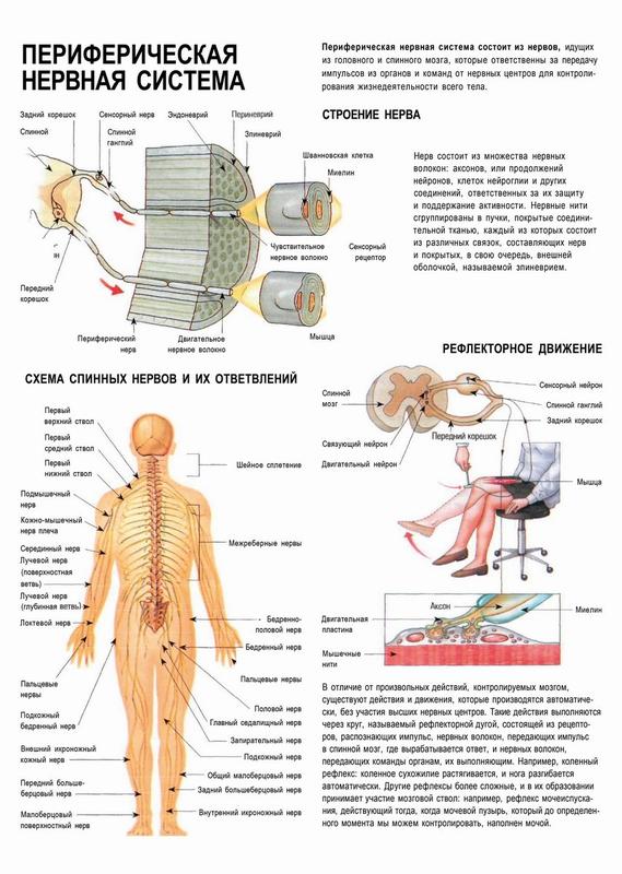 Периферическая нервная система - постер — цена 35 грн в каталоге ...