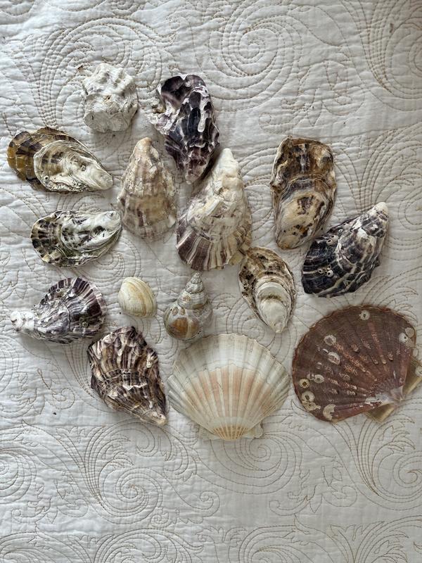Ракушки морські натуральні (узбережжя нормандії, протока ла-манш ...