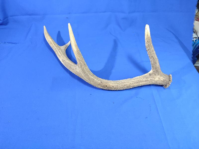 Справжні роги оленя для декору або вішалки в прихожу рукоділля — ціна 693 грн у каталозі