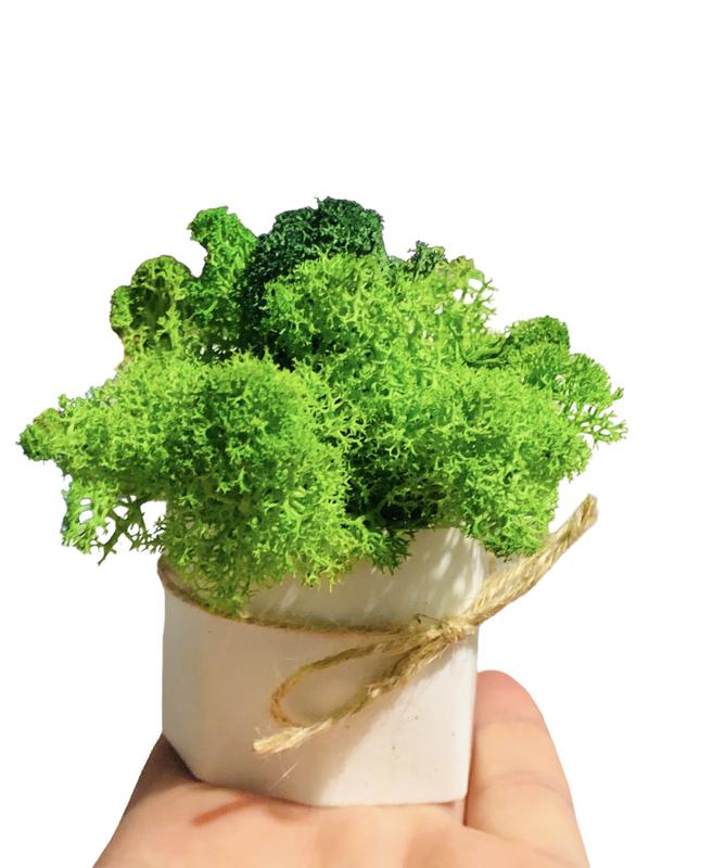 Міні кашпо серце з мохом — ціна 150 грн у каталозі Кашпо Купити товари для дому та побуту за