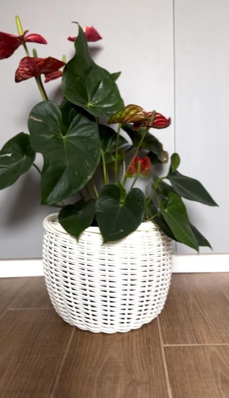 Кашпо з ротангу — ціна 450 грн у каталозі Кашпо Купити товари для дому та побуту за доступною