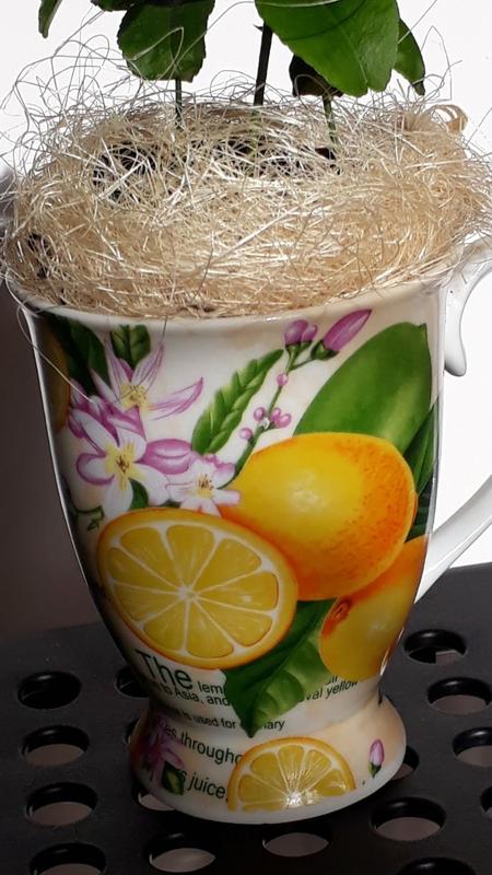 Чашка з лимонами під кашпо до рослин — ціна 26 грн у каталозі Чашки