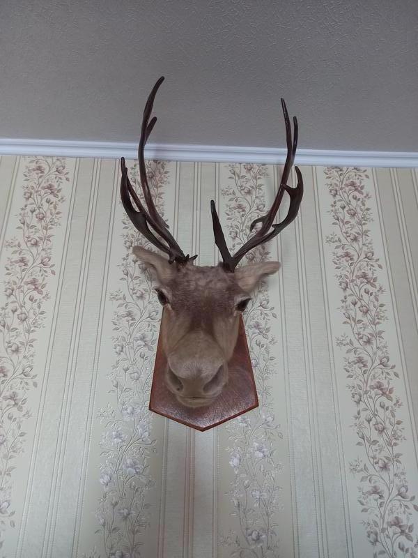 Чучело голова північного оленя — ціна 9000 грн у каталозі Статуетки Купити товари для дому та