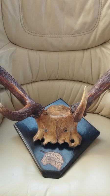 Роги благородного оленя і косулі — цена 12000 грн в каталоге Статуэтки Купить товары для дома и