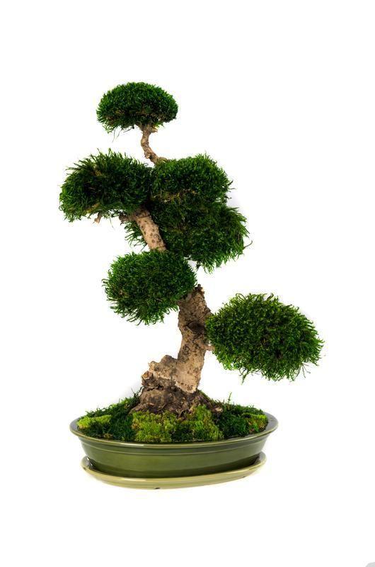 Бонсай прованс — ціна 9860 грн у каталозі Штучні квіти Купити товари для дому та побуту за