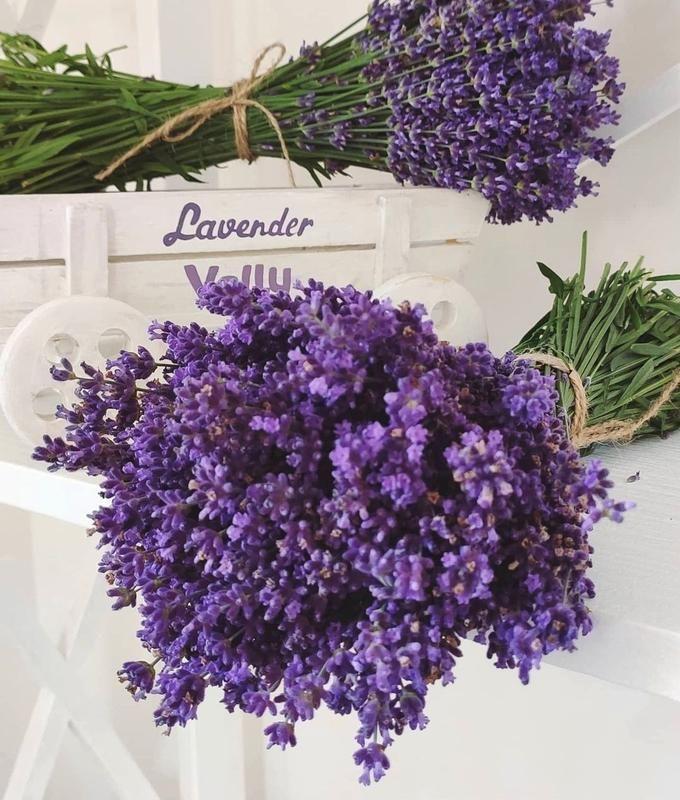 Пучок лаванди — ціна 350 грн у каталозі Кімнатні рослини Купити товари для дачі та саду за