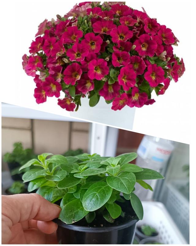 Сурфінія capella sungria в горщику 0.35 л — ціна 70 грн у каталозі ...