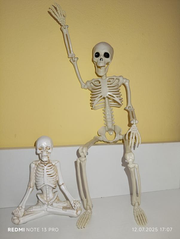 Декор скелети анатомія — ціна 320 грн у каталозі Статуетки Купити товари для дому та побуту за
