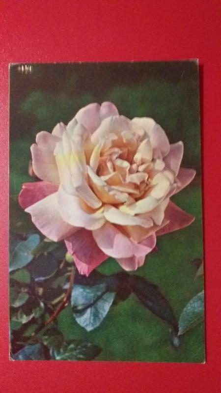 Листівка вінтаж 1976 — ціна 5 грн у каталозі Листівки і конверти Купити товари для дому та