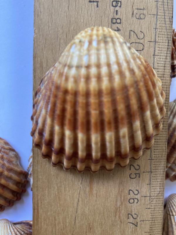 Декоративна мушля — ціна 180 грн у каталозі Декоративні елементи Купити товари для дому та