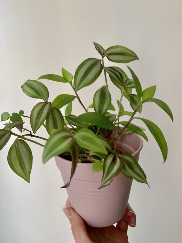 Кашпо для комнатных растений — цена 45 грн в каталоге Кашпо Купить товары для дома и быта по