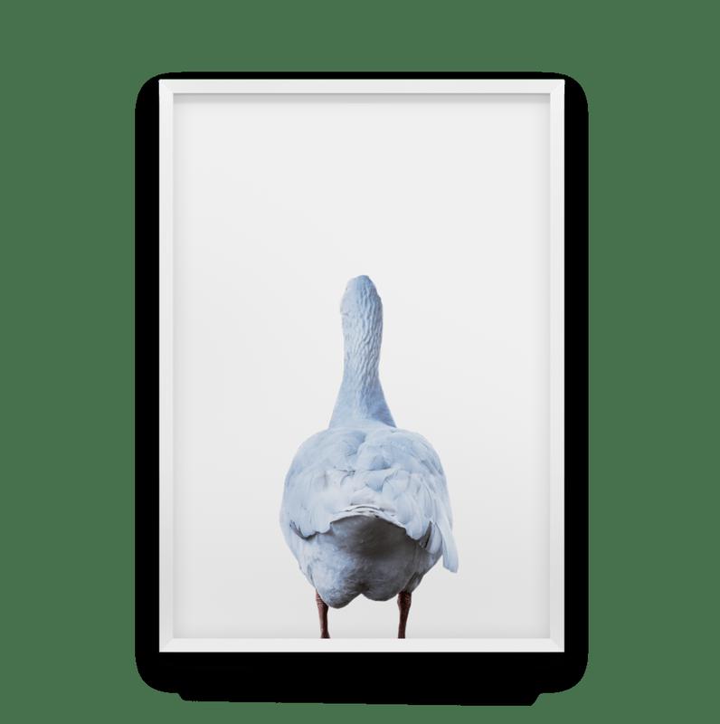 Постер на стену гусь сзади — ціна 637 грн у каталозі Постери Купити товари для дому та побуту за
