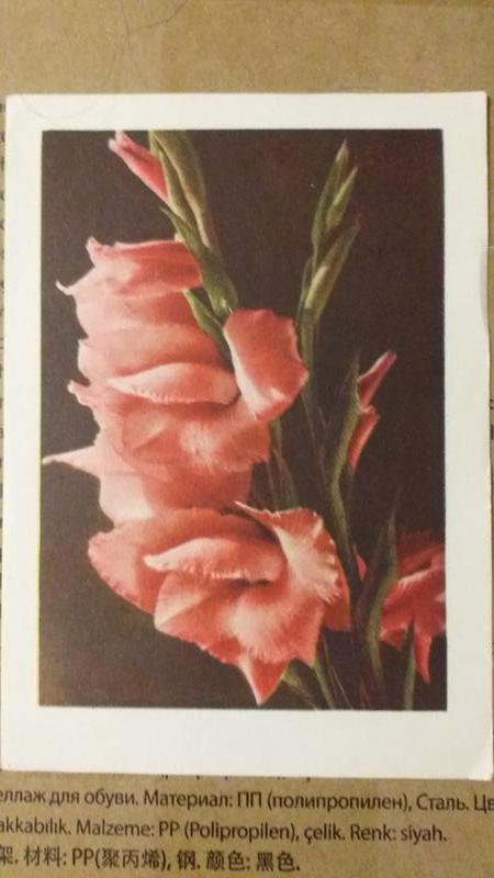 Листівка 1957 квіти — ціна 7 грн у каталозі Листівки і конверти Купити товари для дому та побуту