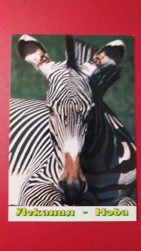 Листівка тварини — ціна 5 грн у каталозі Листівки і конверти Купити товари для дому та побуту за