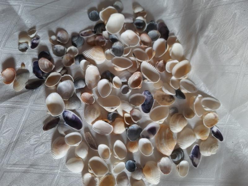 Морські мушлі з греції. можливий торг!!! — ціна 150 грн у каталозі ...