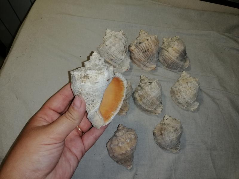 Черепашка черепашки — ціна 50 грн у каталозі Сувеніри Купити товари для дому та побуту за