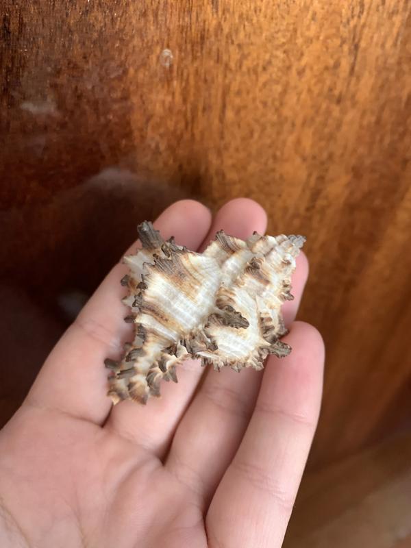 Морська мушля — ціна 20 грн у каталозі Статуетки Купити товари для дому та побуту за доступною