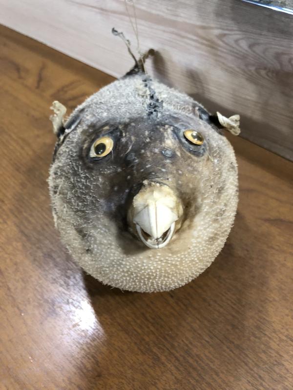 Статуетка риба фугу — ціна 230 грн у каталозі Статуетки Купити товари для дому та побуту за