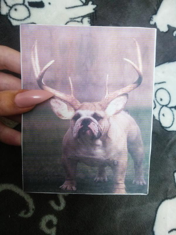 Новая открытка фото бульдог — ціна 172 грн у каталозі Листівки і конверти Купити товари для дому